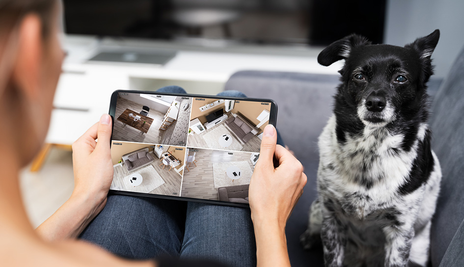What is the most dog-friendly alarm system in Corpus Christi | Vivint